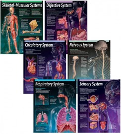 Human Body 6 Poster Pack - Teachers Bazaar : Teachers Bazaar